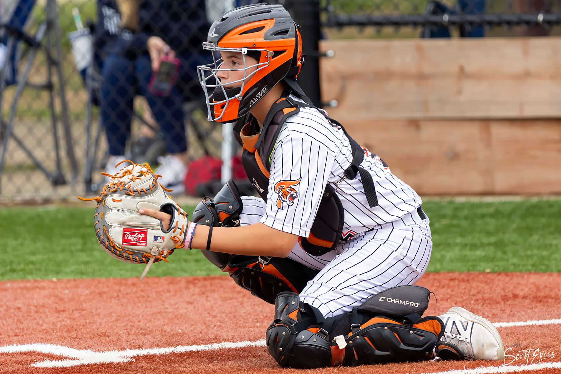 Illinois Tigers
